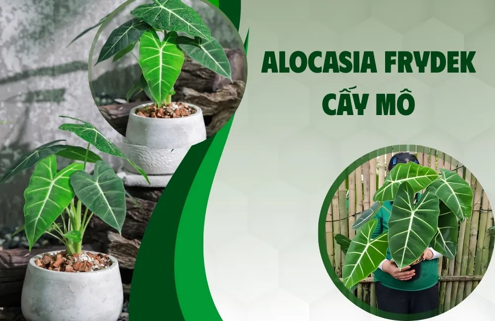 Phân Loại Alocasia Frydek Cấy Mô Theo Form Lá Và Size Cây